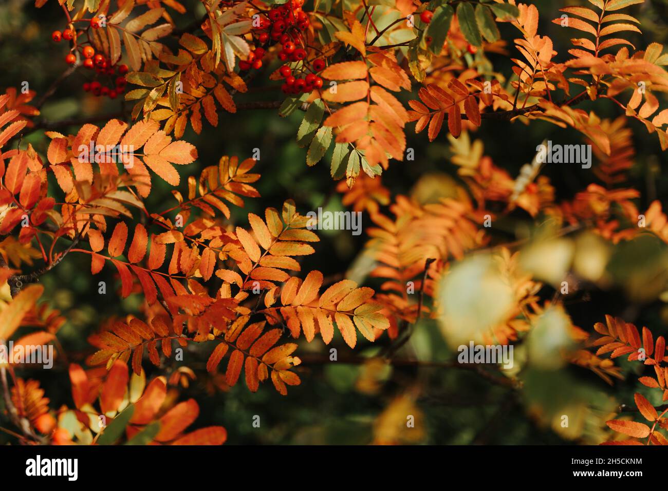 picture of colorful autumn foliage Stock Photo - Alamy