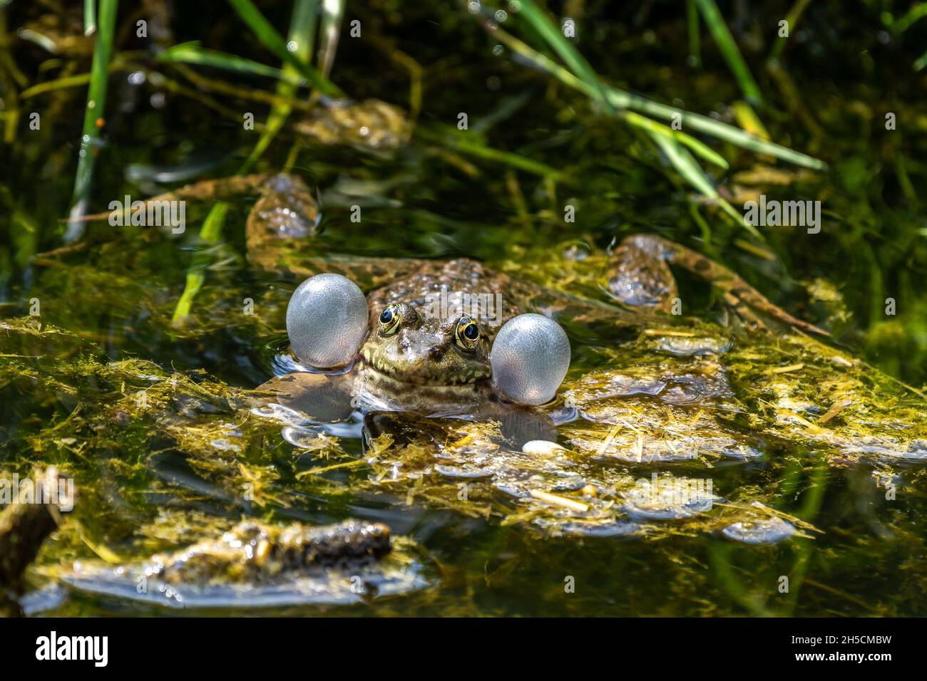 Common frog, Rana temporaria, single reptile croaking in water, also ...