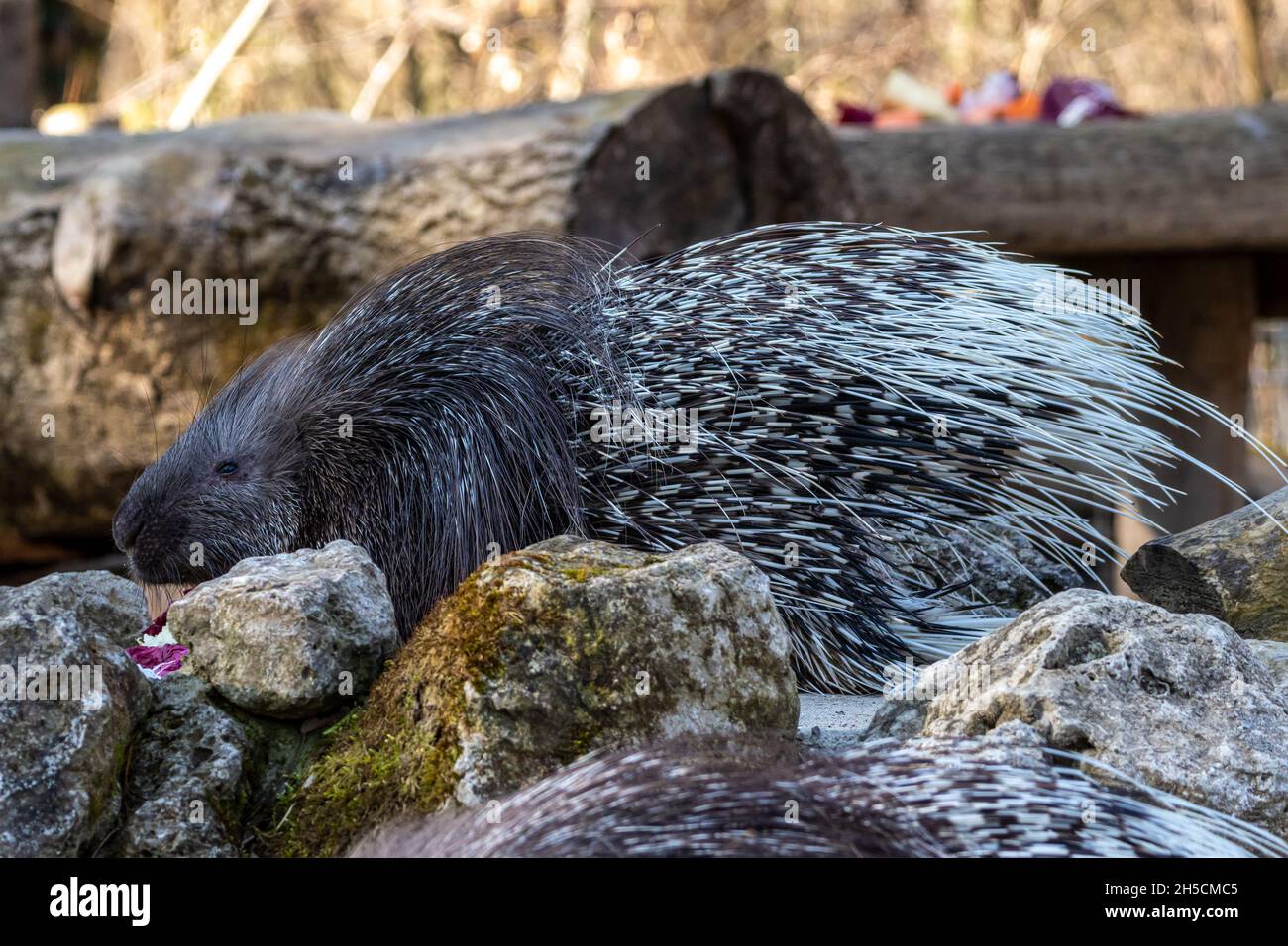 The Indian crested Porcupine, Hystrix indica or Indian porcupine, is a ...