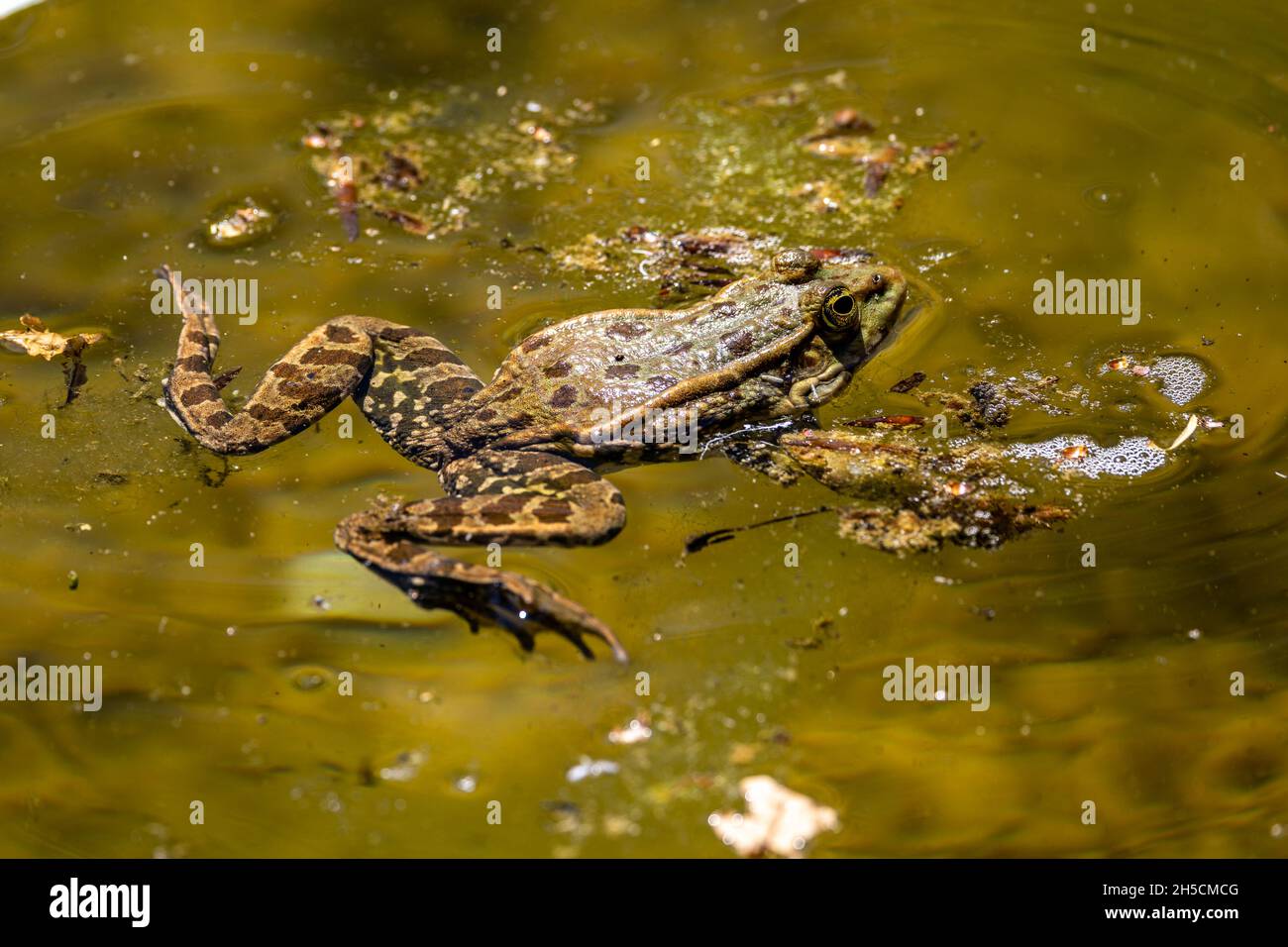 Common frog, Rana temporaria, single reptile croaking in water, also ...