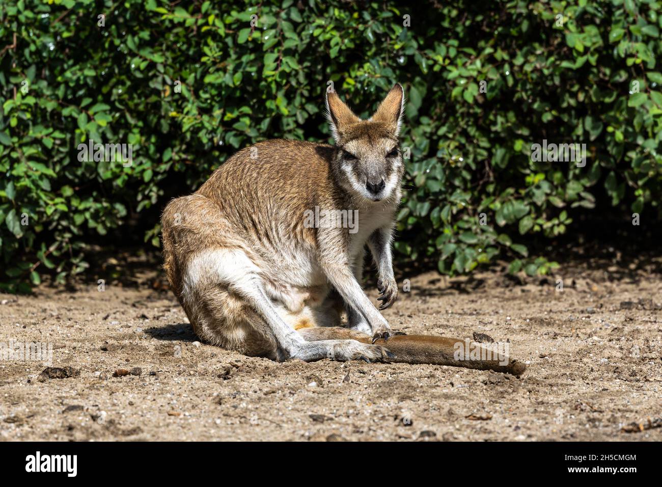 The agile wallaby, Macropus agilis also known as the sandy wallaby is a ...