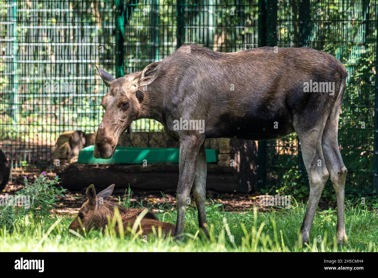 European Moose, Alces alces, also known as the elk. Wild life animal ...