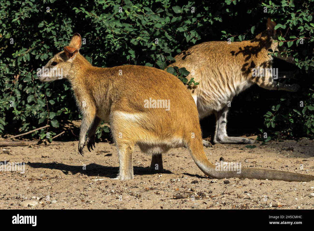 The agile wallaby, Macropus agilis also known as the sandy wallaby is a ...