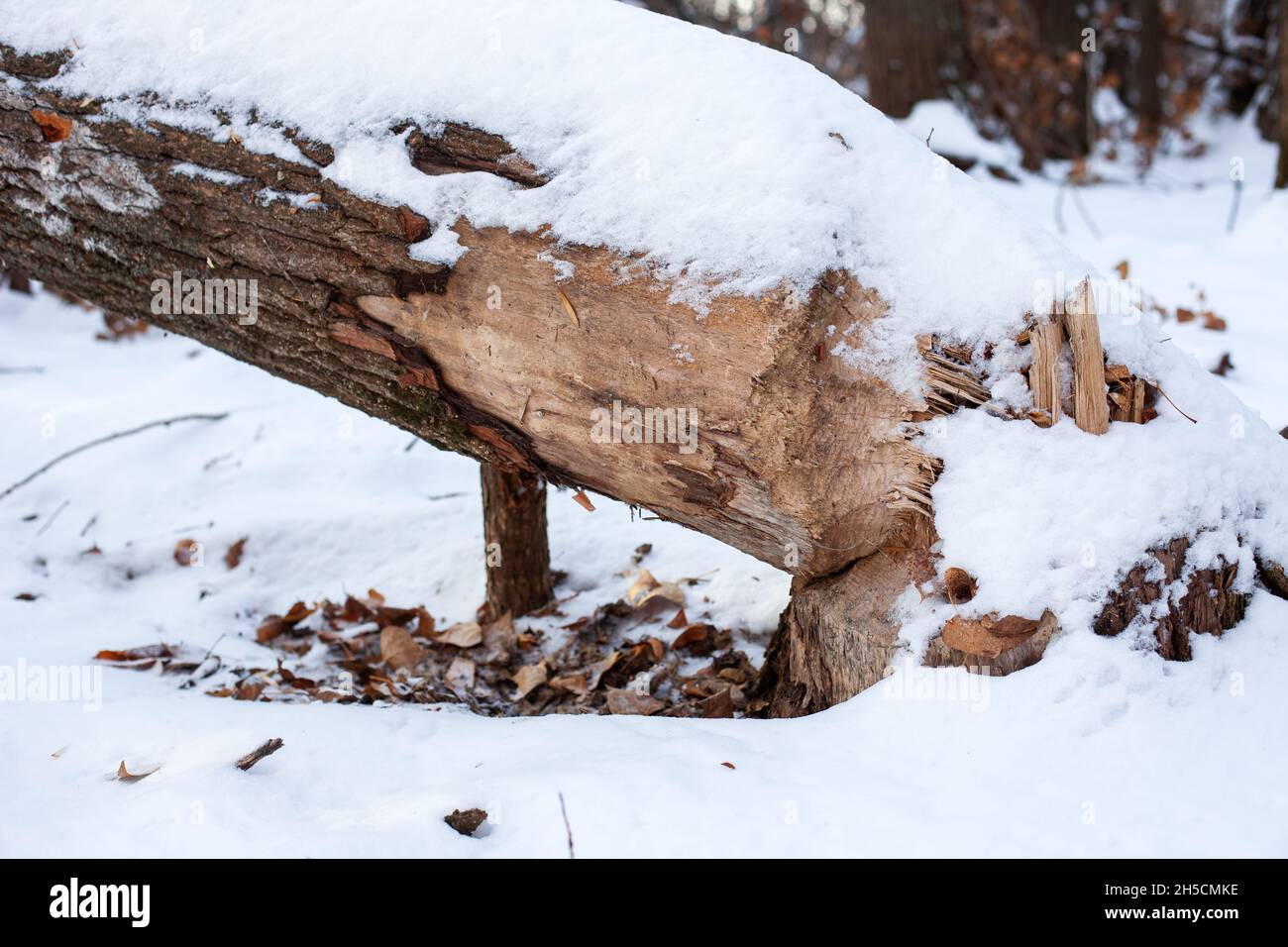 Close-up of tree in winter forest. Trunk of old deciduous tree with ...