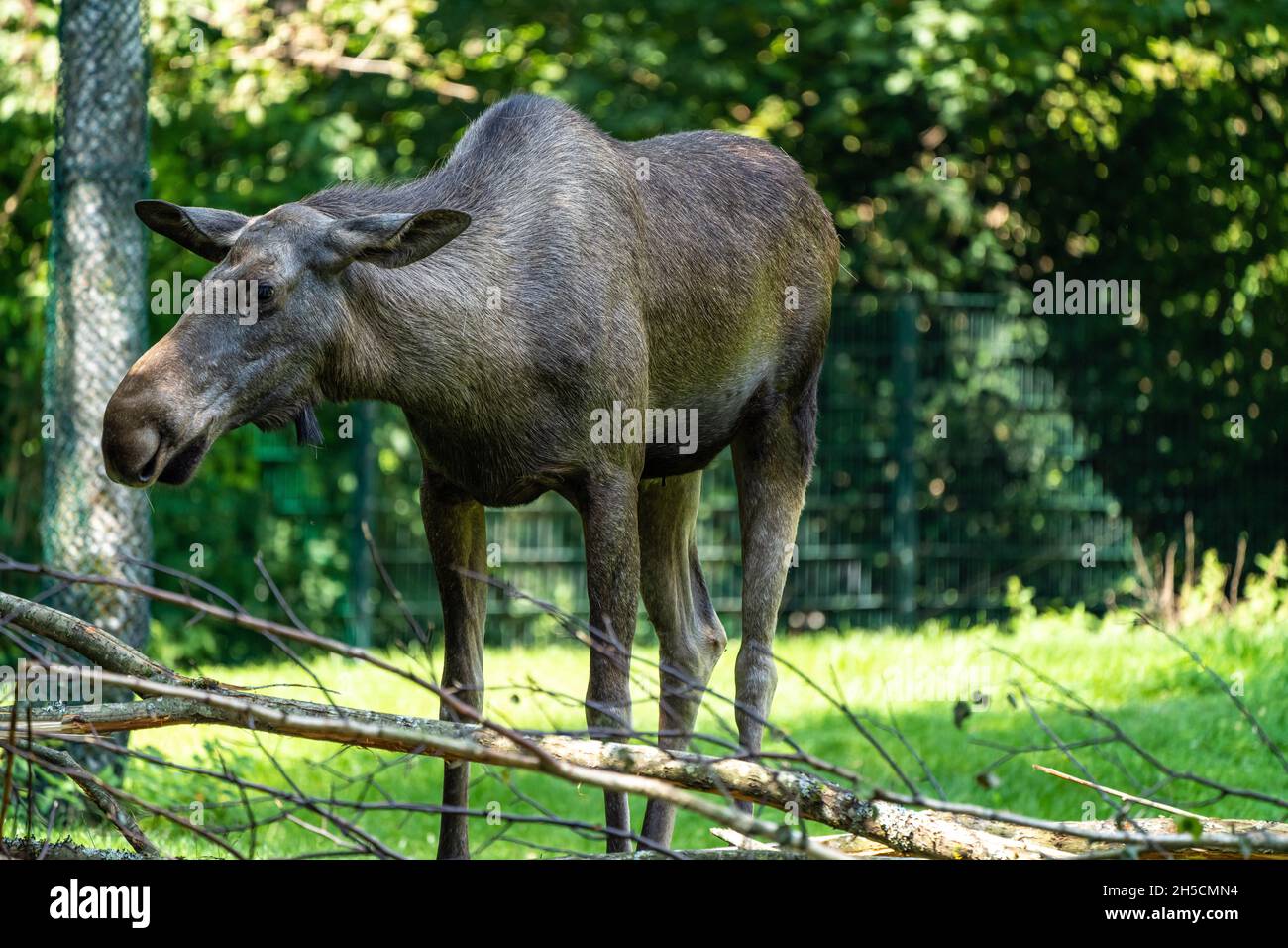 European Moose, Alces alces, also known as the elk. Wild life animal ...