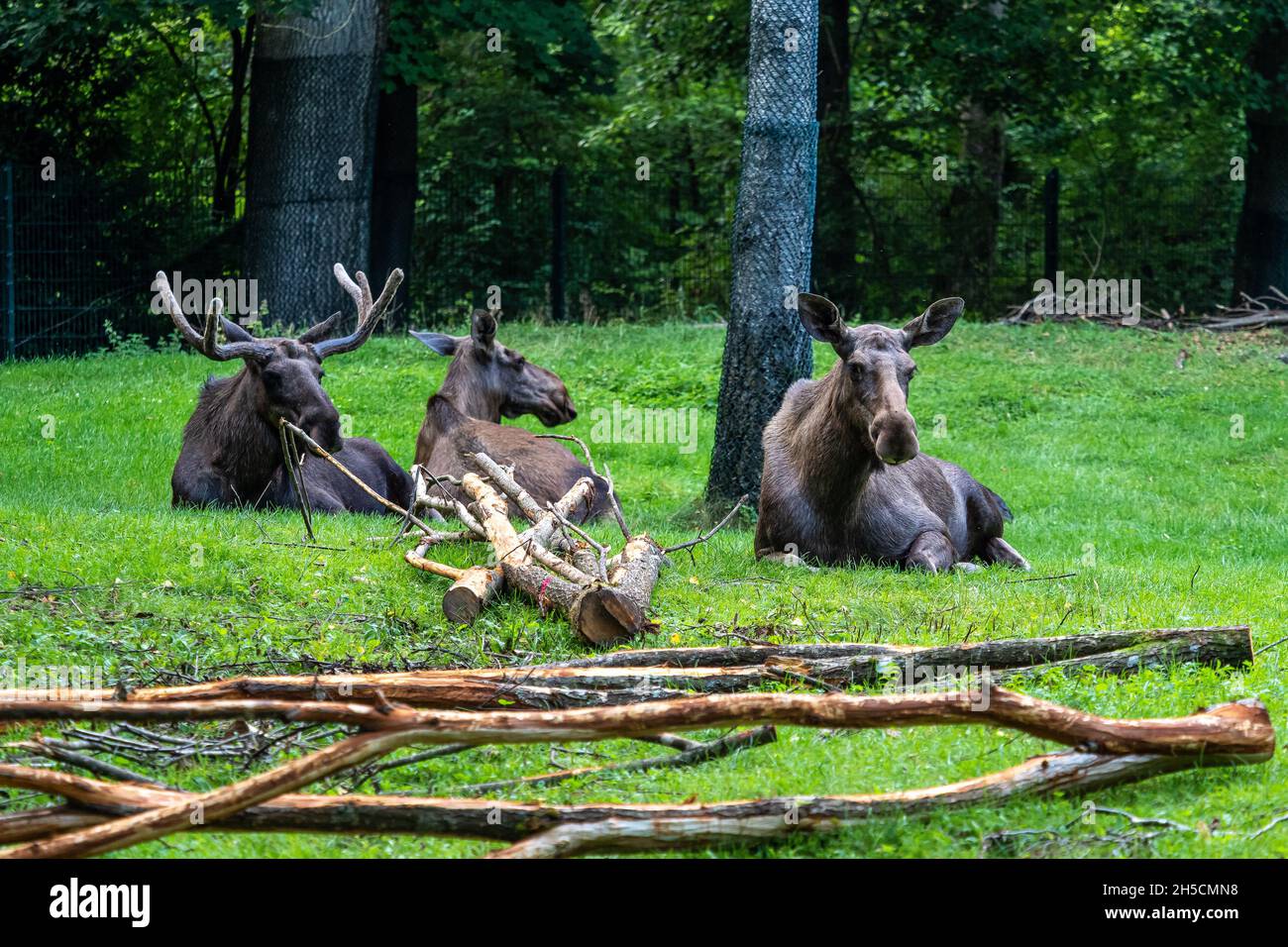 European Moose, Alces alces, also known as the elk. Wild life animal ...