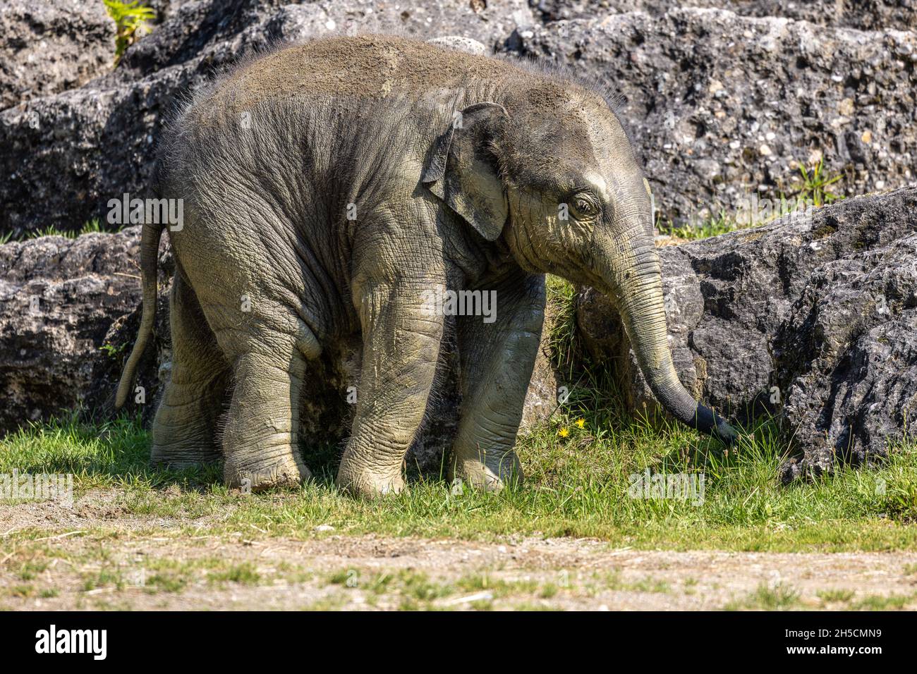 The Asian elephant, Elephas maximus also called Asiatic elephant, is ...