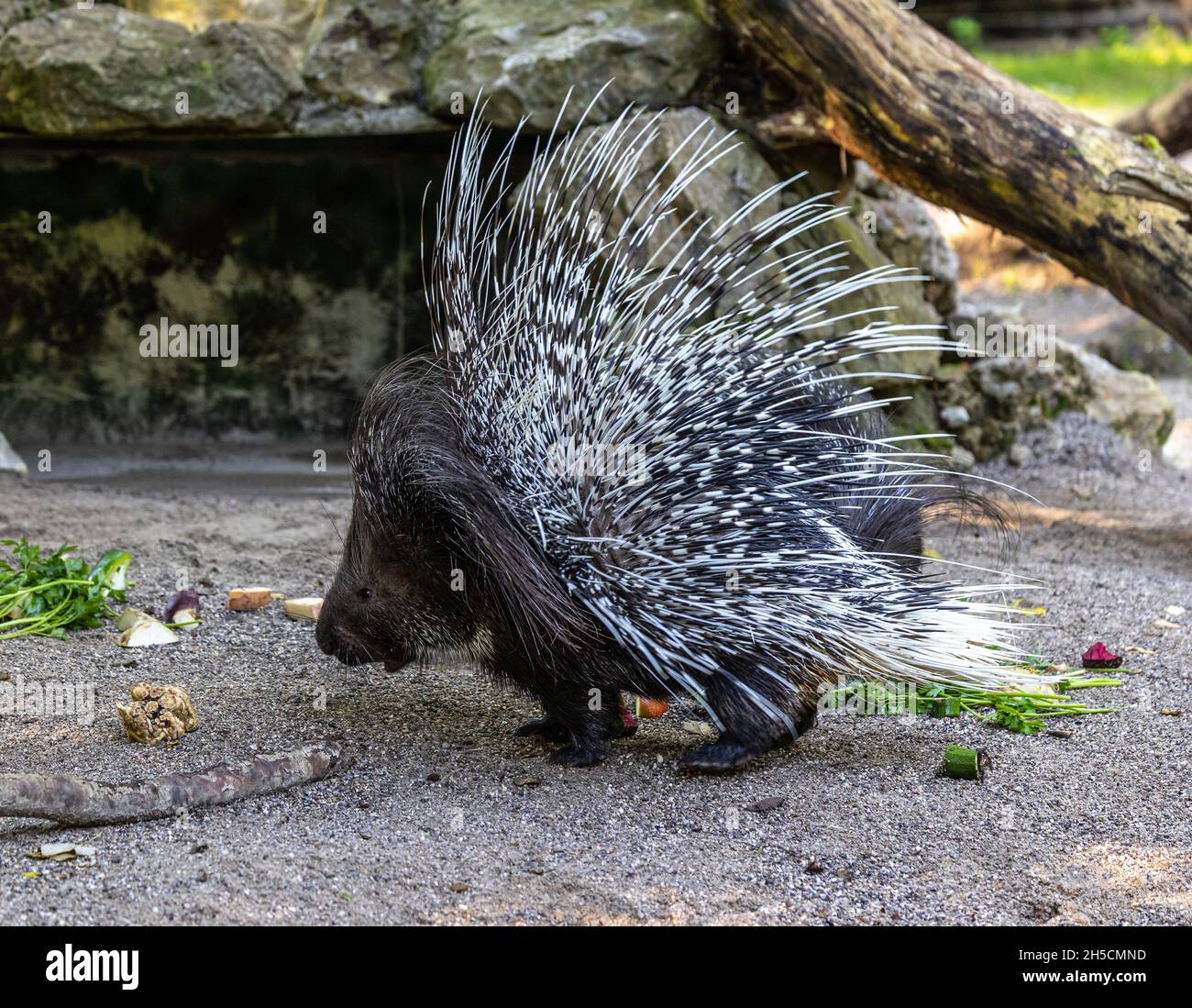 The Indian crested Porcupine, Hystrix indica or Indian porcupine, is a ...