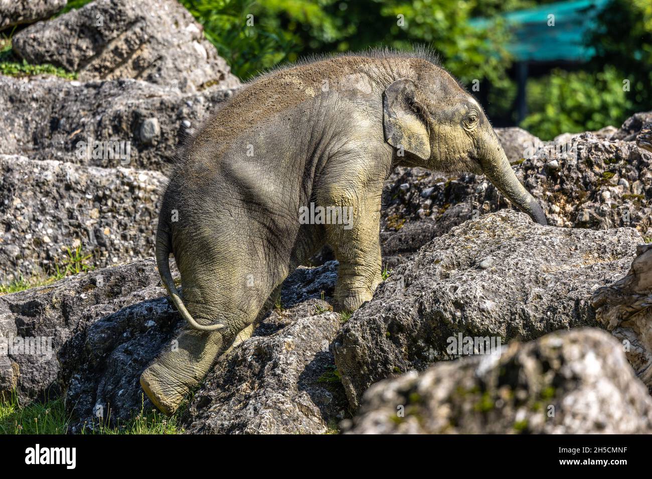 The Asian elephant, Elephas maximus also called Asiatic elephant, is ...