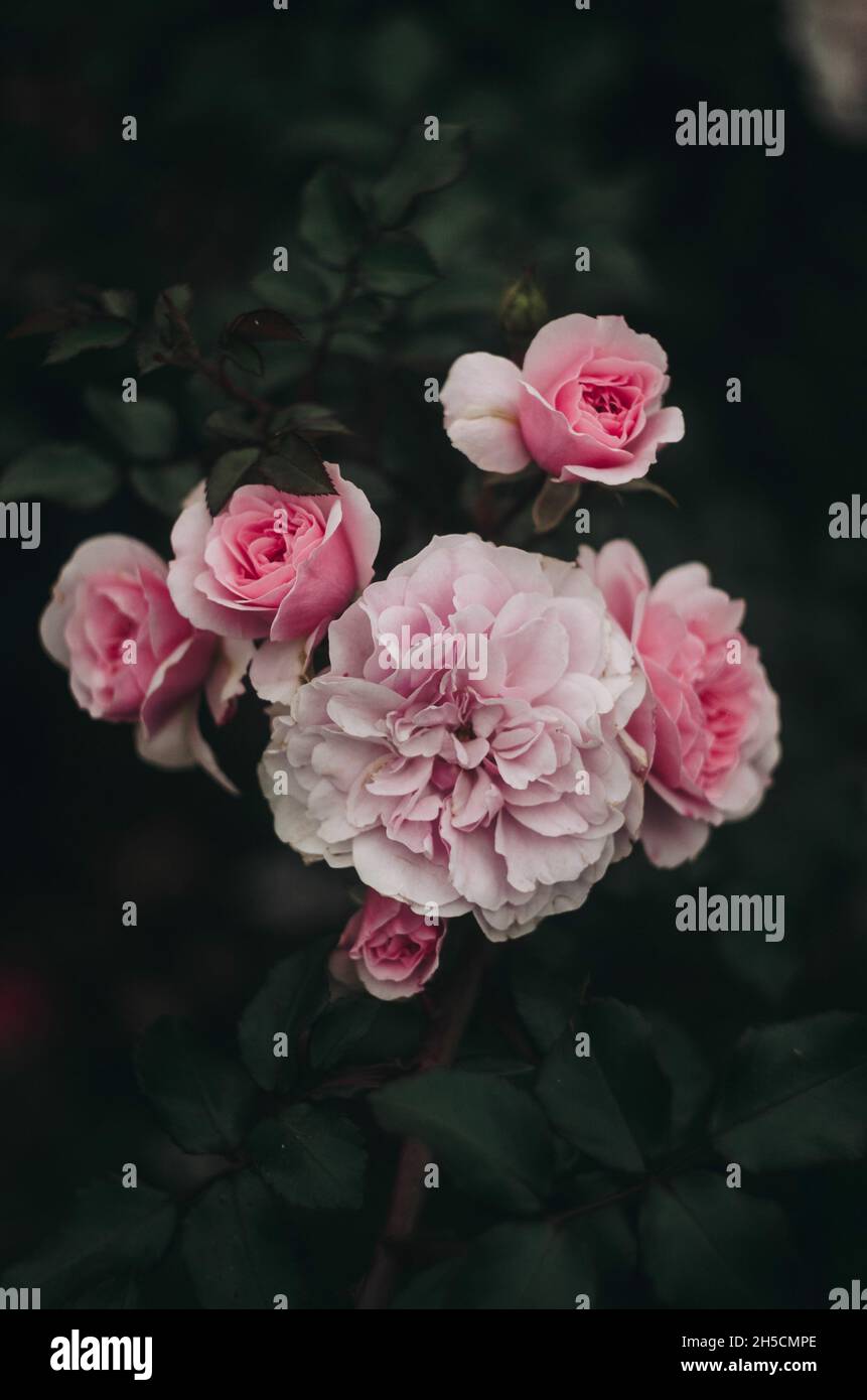 Vertical shot of pink roses on a bush Stock Photo - Alamy