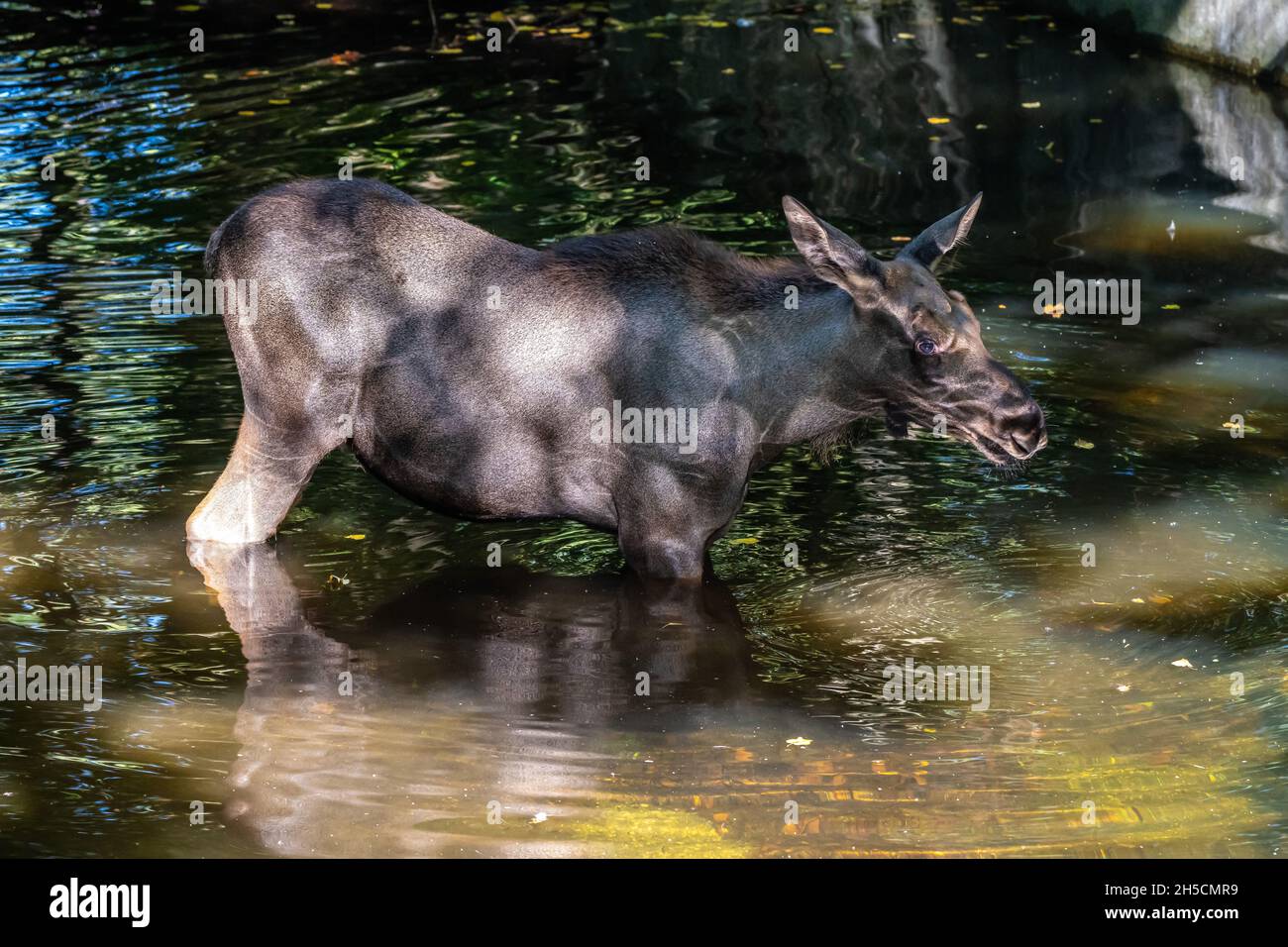 European Moose, Alces alces, also known as the elk. Wild life animal ...