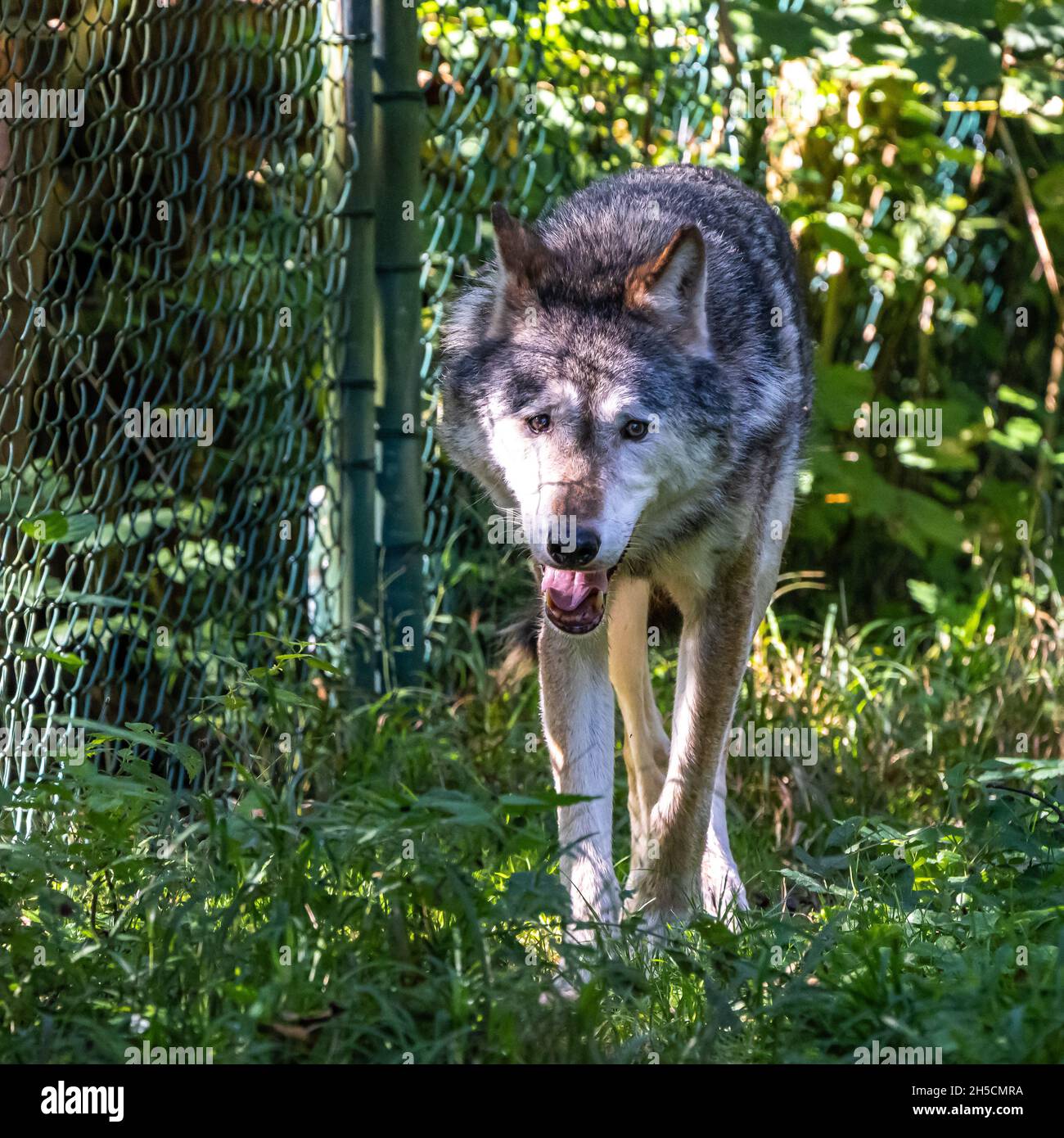 The wolf, Canis lupus, also known as the grey wolf or timber wolf is a ...