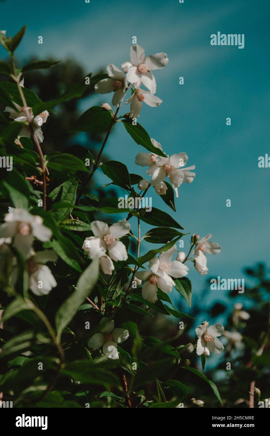 Vertical shot of growing jasmines Stock Photo - Alamy