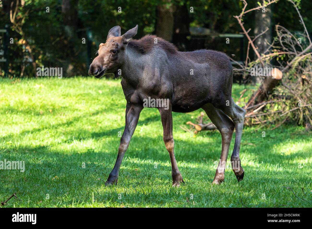 European Moose, Alces alces, also known as the elk. Wild life animal ...