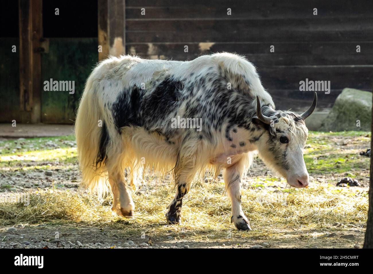 The domestic yak, Bos grunniens is a long-haired domesticated bovid ...