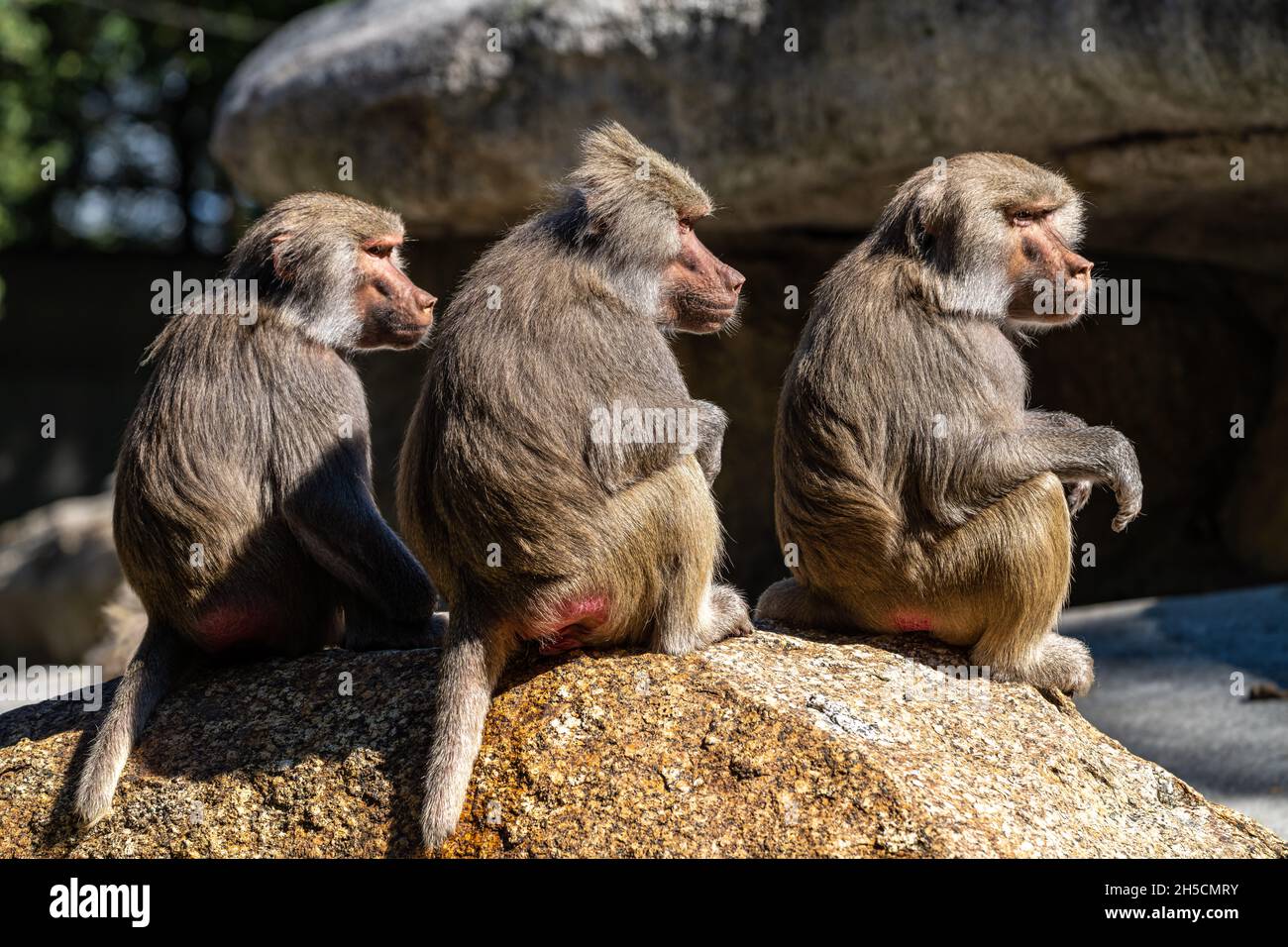 The hamadryas baboon, Papio hamadryas is a species of baboon, being ...