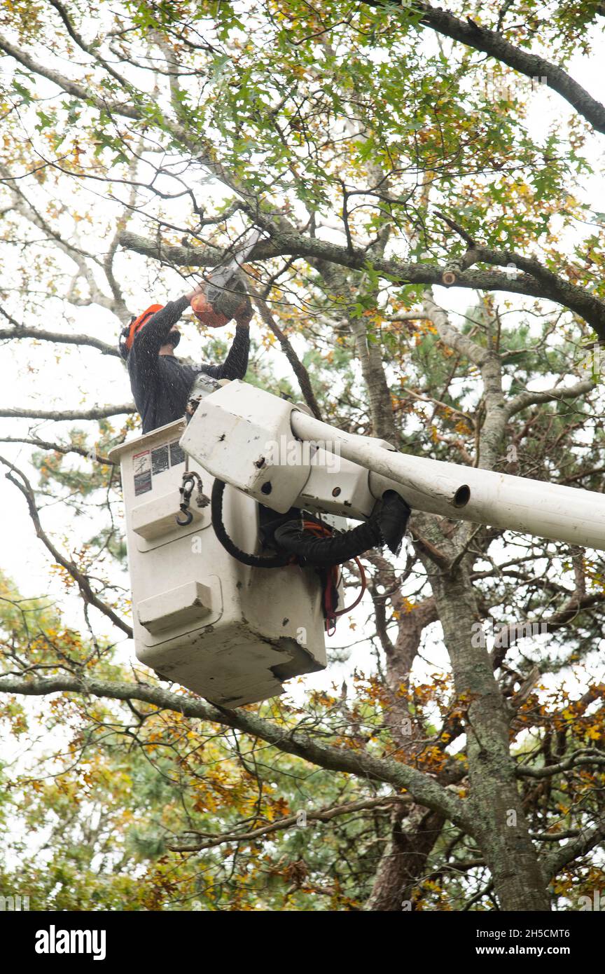 Workers clean up tree damage following a Northeaster Storm in Dennis ...