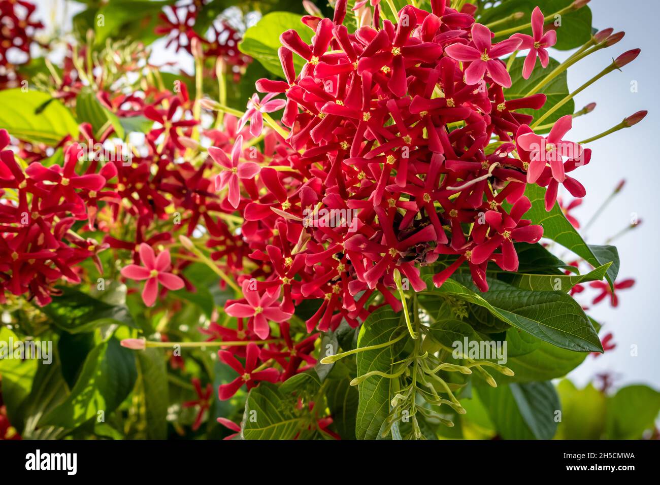 Indian quisqualis hi-res stock photography and images - Alamy