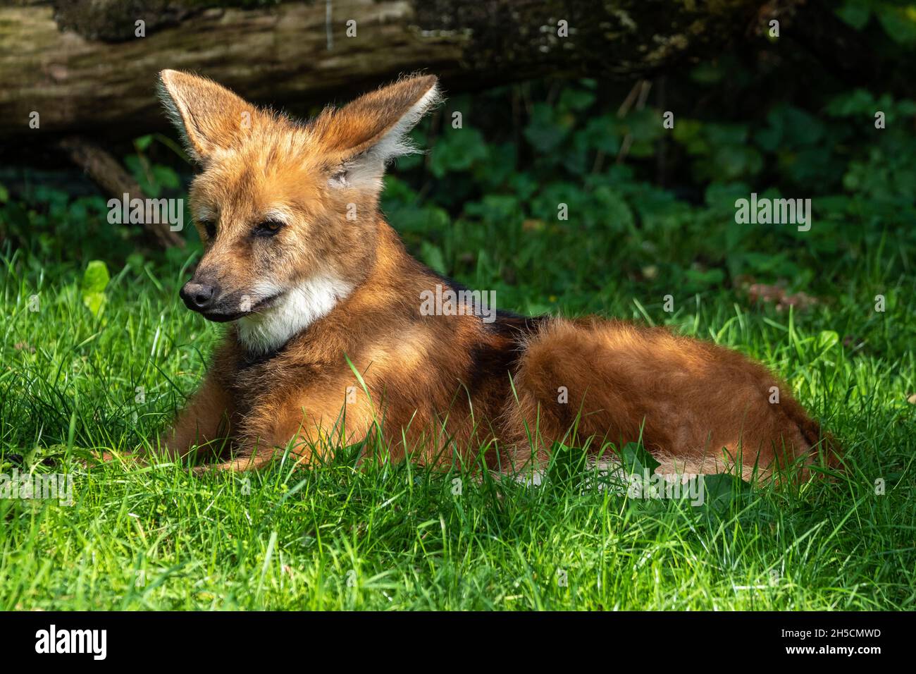 The Maned Wolf, Chrysocyon brachyurus is the largest canid of South America. This mammal lives ...