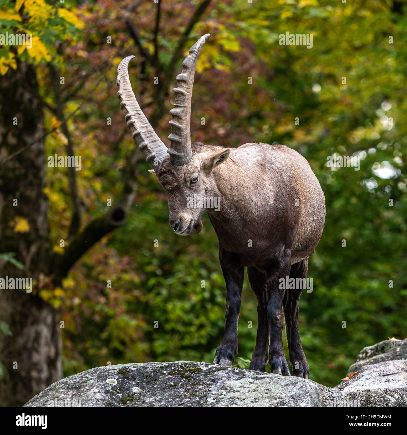 Male mountain ibex - capra ibex in the zoo Stock Photo - Alamy