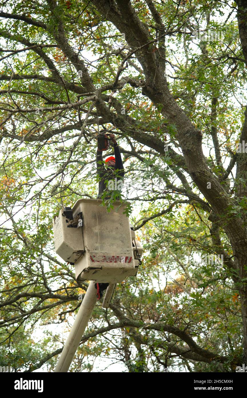 Tree worker hi-res stock photography and images - Alamy