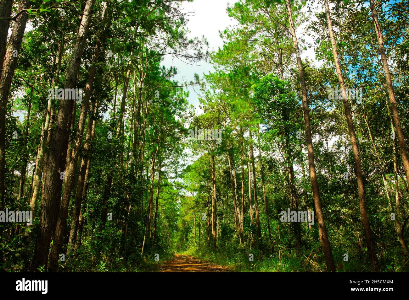 Way and Forest trees on nature background Stock Photo - Alamy