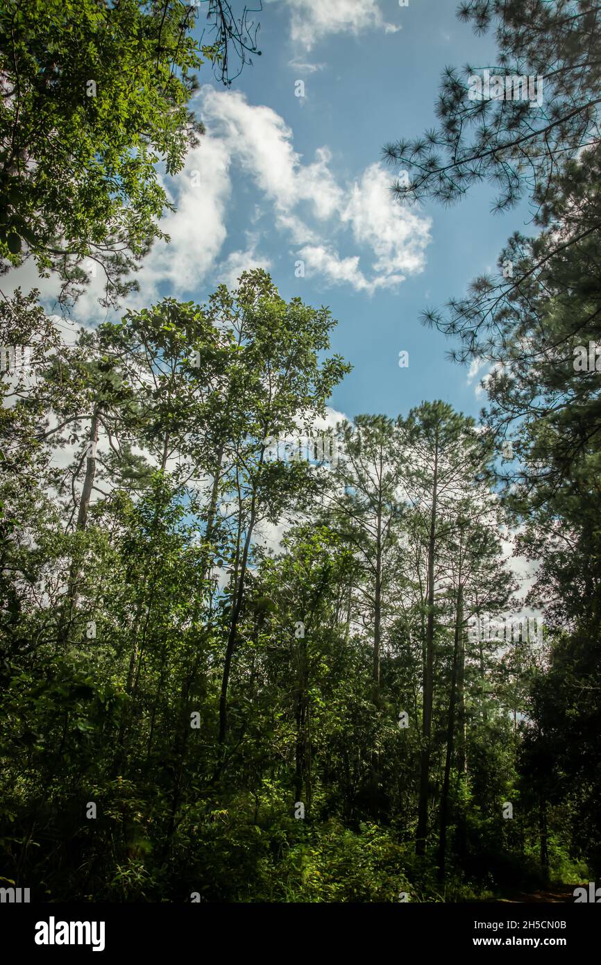 Look Up In Pine Forest Thailand Stock Photo - Alamy