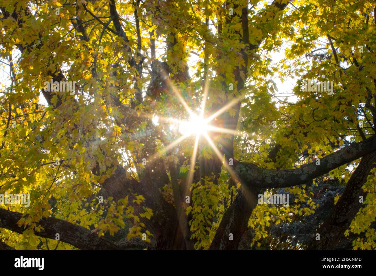 A View of Colorful Leaves and Sunlight in Autumn Stock Photo - Alamy