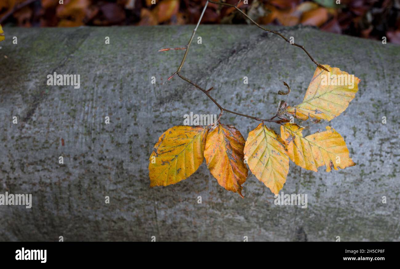 Leaves of the common beech tree and a felled Beech tree Stock Photo - Alamy