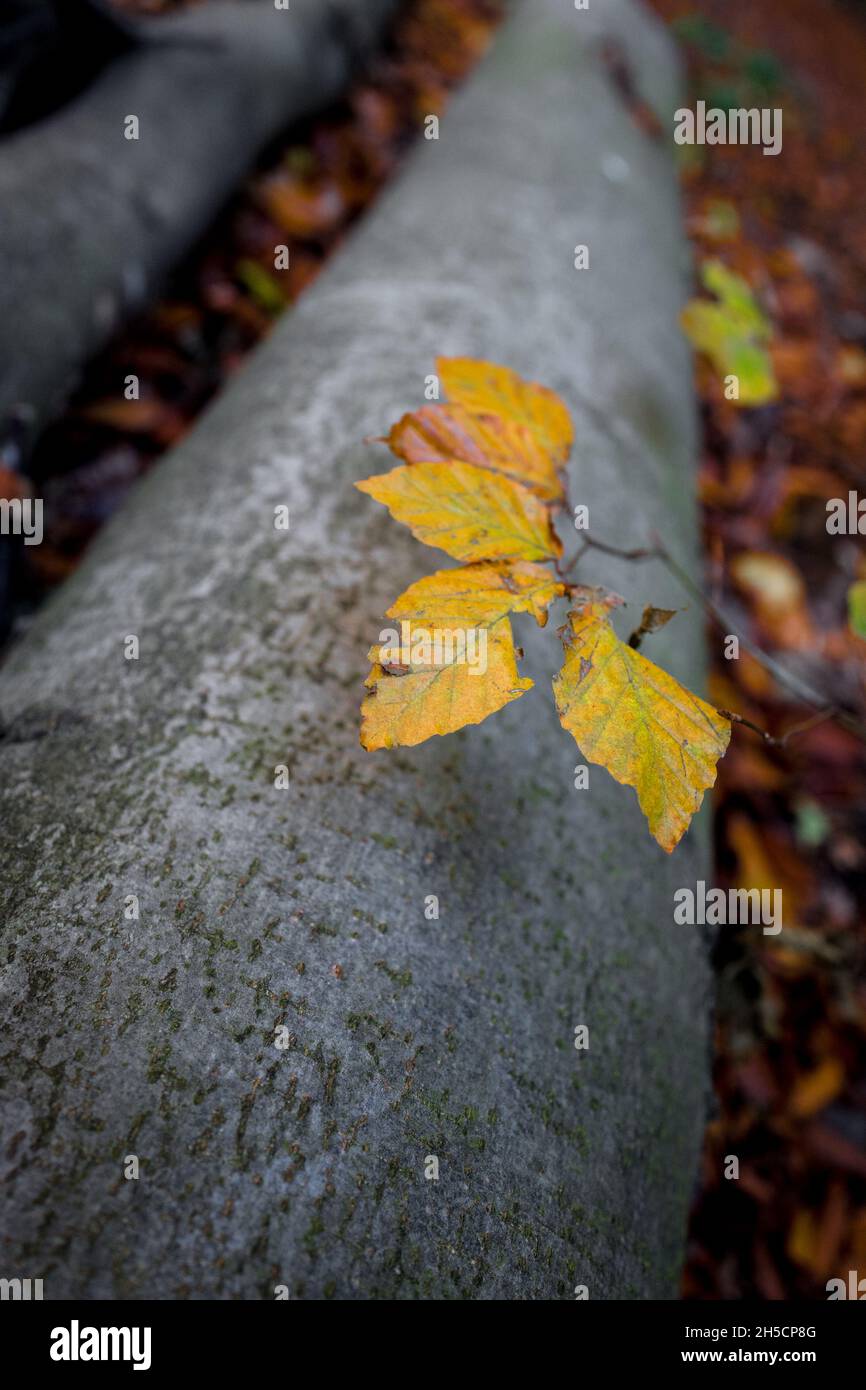 Leaves of the common beech tree and a felled Beech tree Stock Photo - Alamy