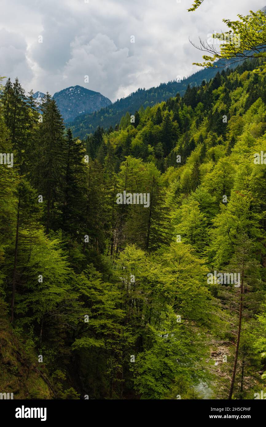 Alpine forest near Neuschwanstein castle and Hohenschwangau castle ...