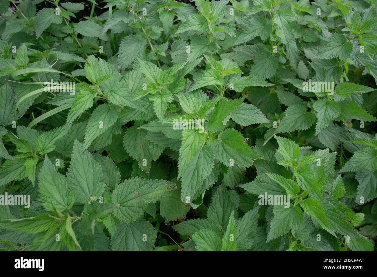 Dense nettles hi-res stock photography and images - Alamy