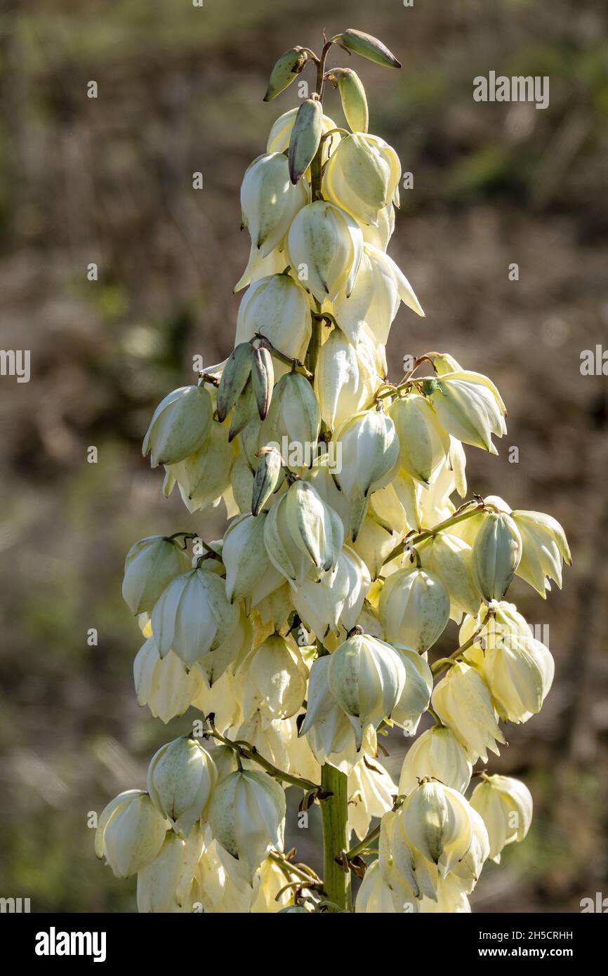 Vertical close-up shot a faded yucca flower Stock Photo - Alamy