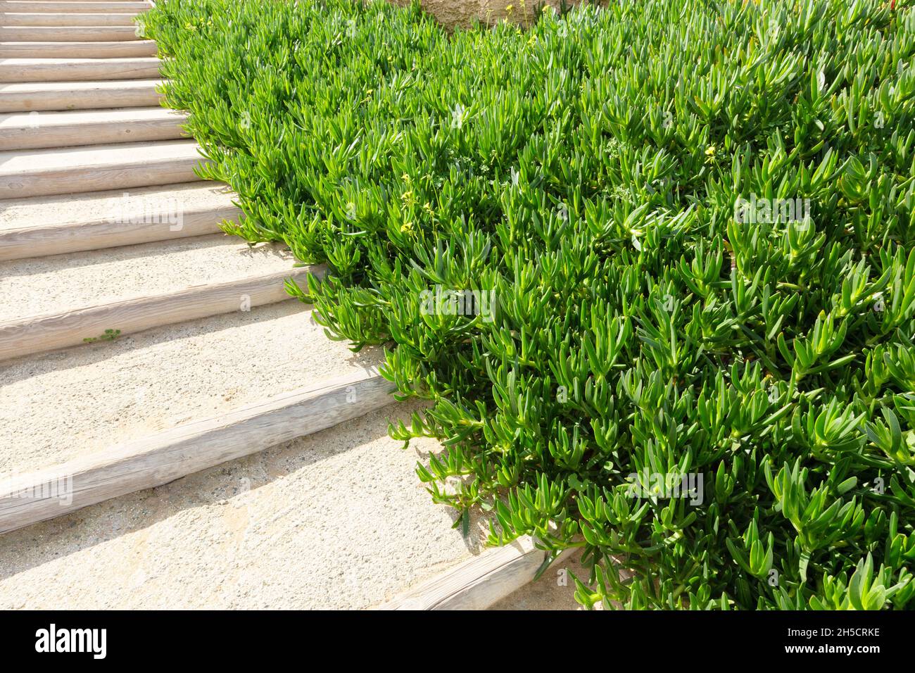 A paved stepped path in a beautiful park passes through green bushes ...