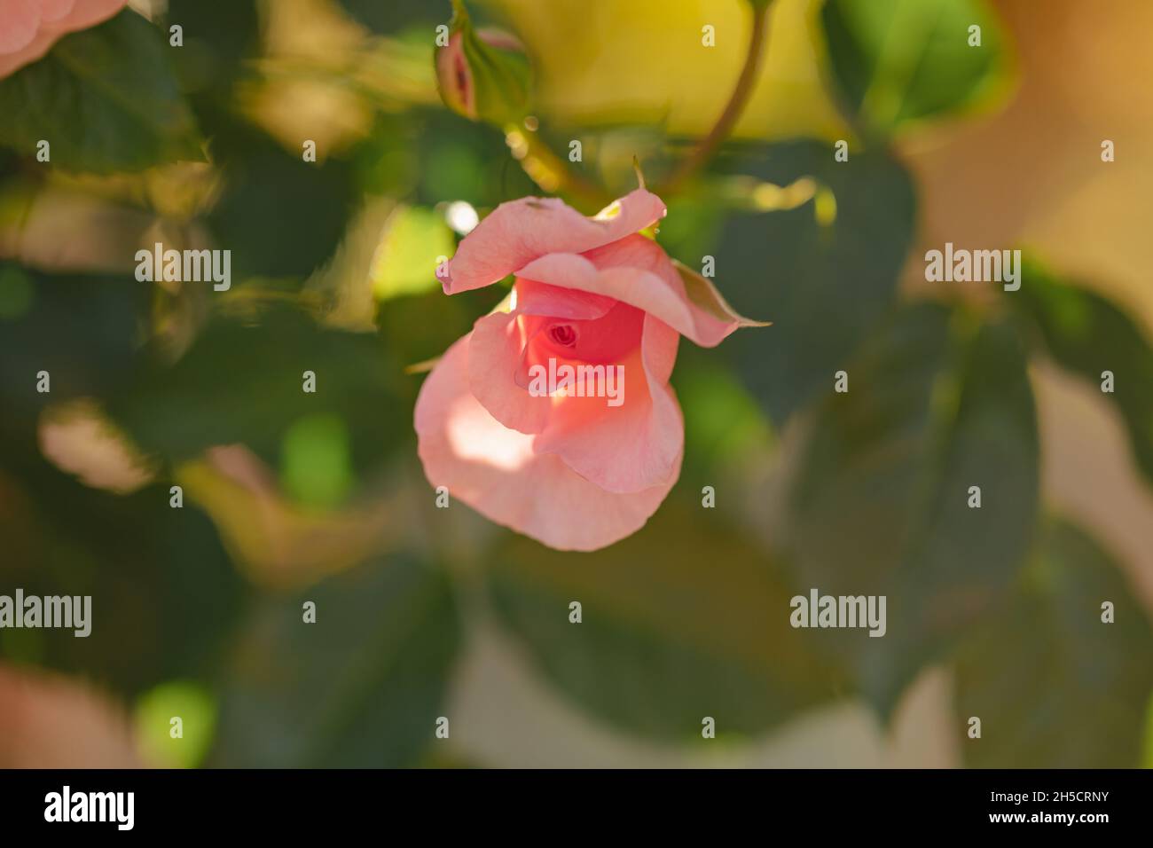 Pink rose blooms hi-res stock photography and images - Alamy