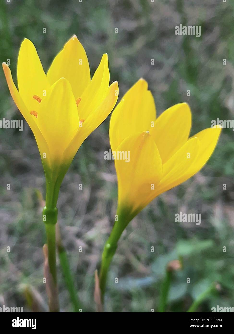 Sternbergia lutea garden hi-res stock photography and images - Alamy