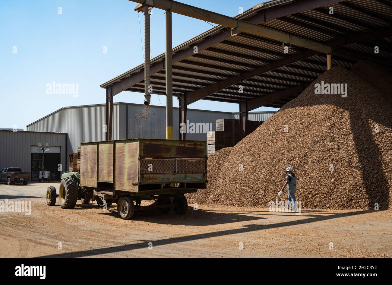 Photo of almonds being shot from a pile into a truck at the loading ...