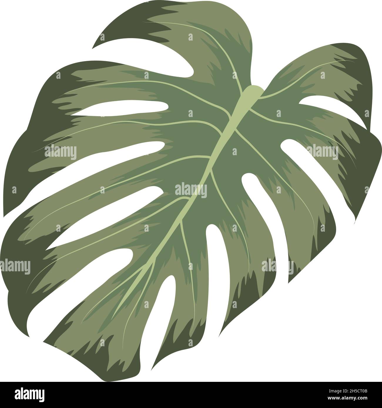 cool monstera design over white Stock Vector Image & Art - Alamy