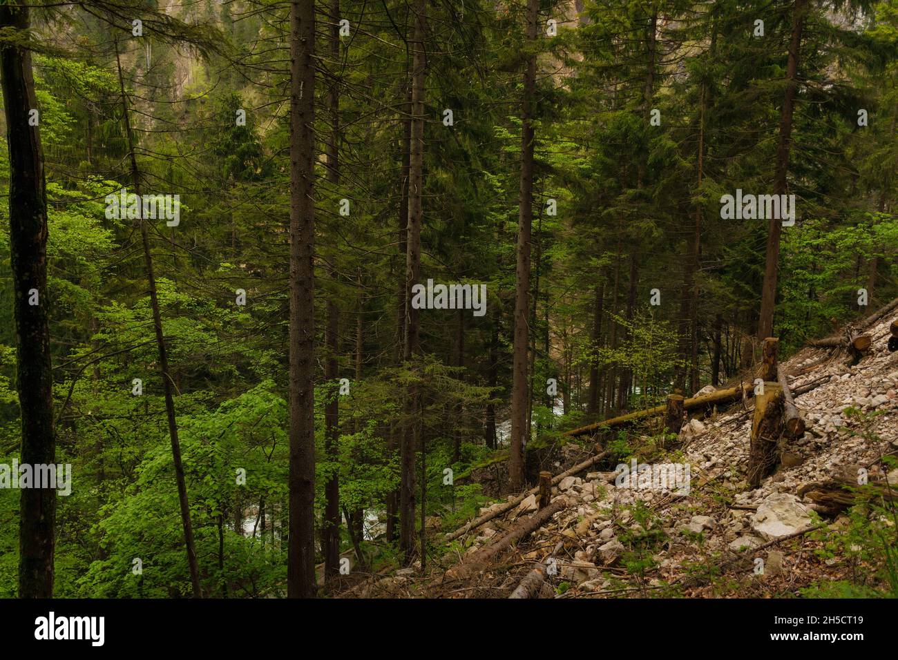 Alpine forest near Neuschwanstein castle and Hohenschwangau castle ...