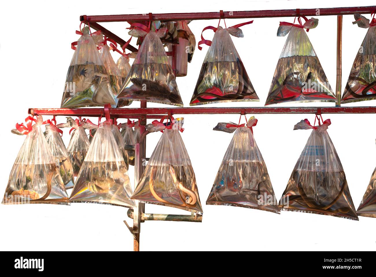 Fish, turtles, eels in plastic bags hanging. for Buddhists to pay a fee ...