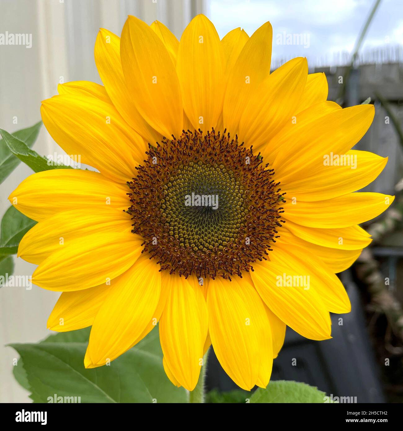 Sunflower bloom with its center head disc made of individual disc ...