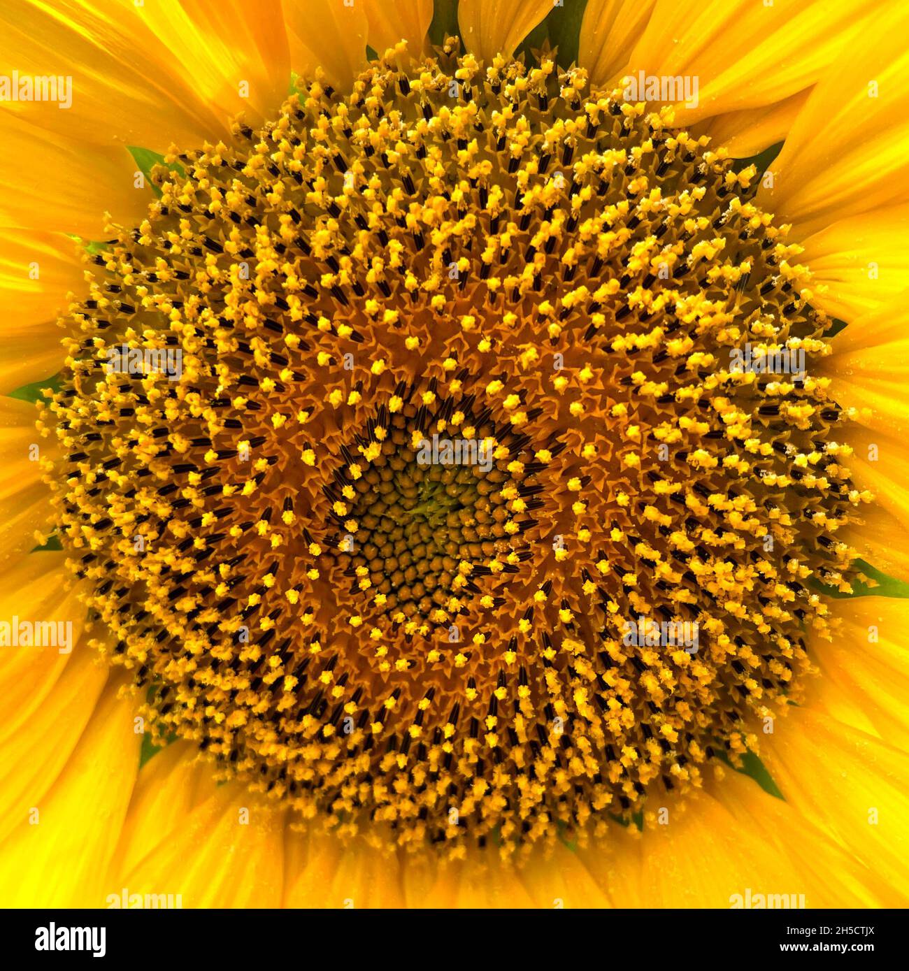 Seed disc hi-res stock photography and images - Alamy