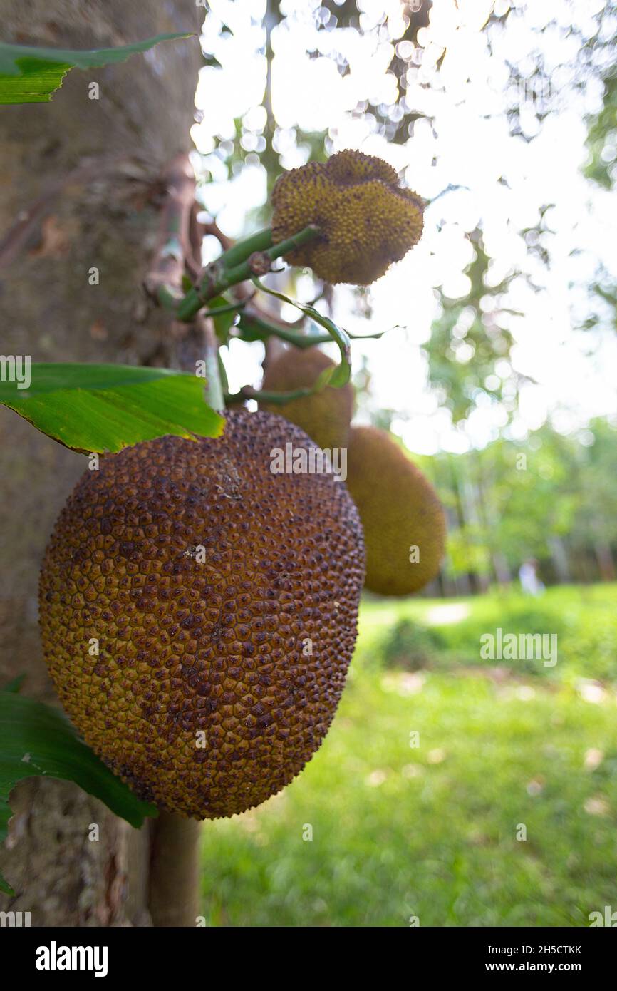 Durian tree, Fresh durian fruit on tree Stock Photo - Alamy