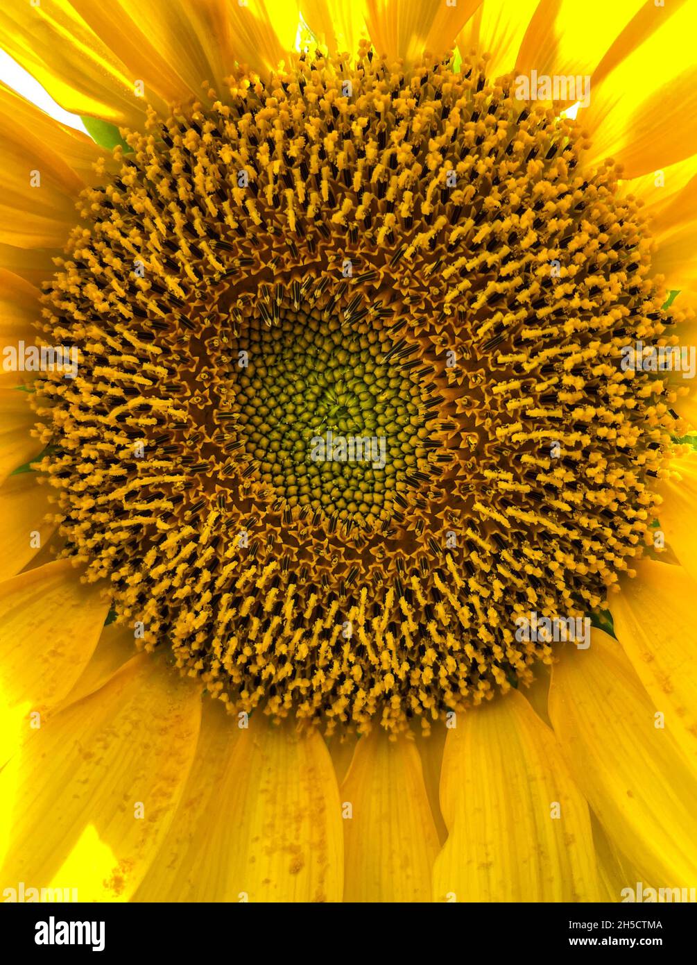 Sunflower center head disc made of individual disc florets Stock Photo ...