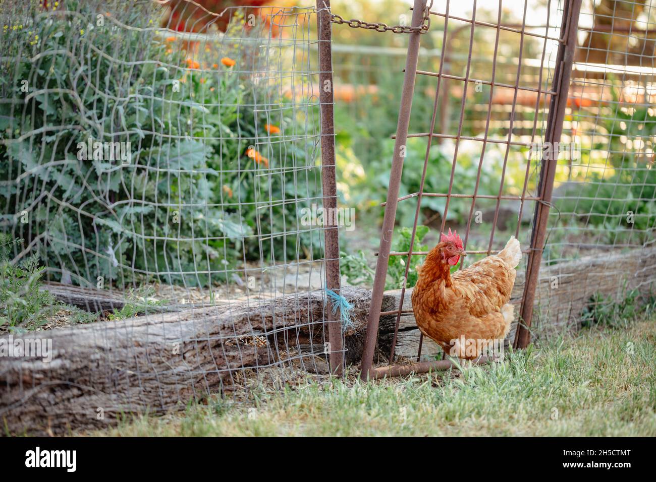 Isa brown rooster hi-res stock photography and images - Alamy