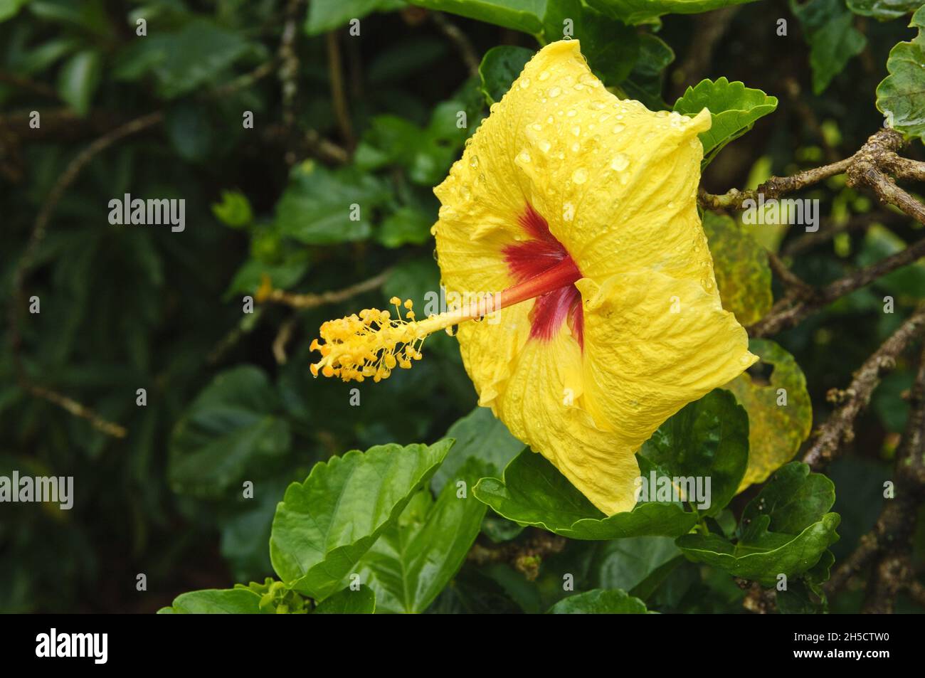 Chinese hibiscus (Hibiscus rosa-sinensis), flower, Cook Islands Stock ...
