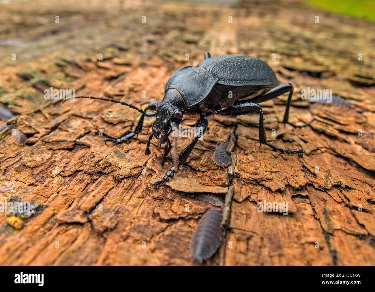 leatherback ground beetle (Carabus coriaceus), on wood, Germany ...