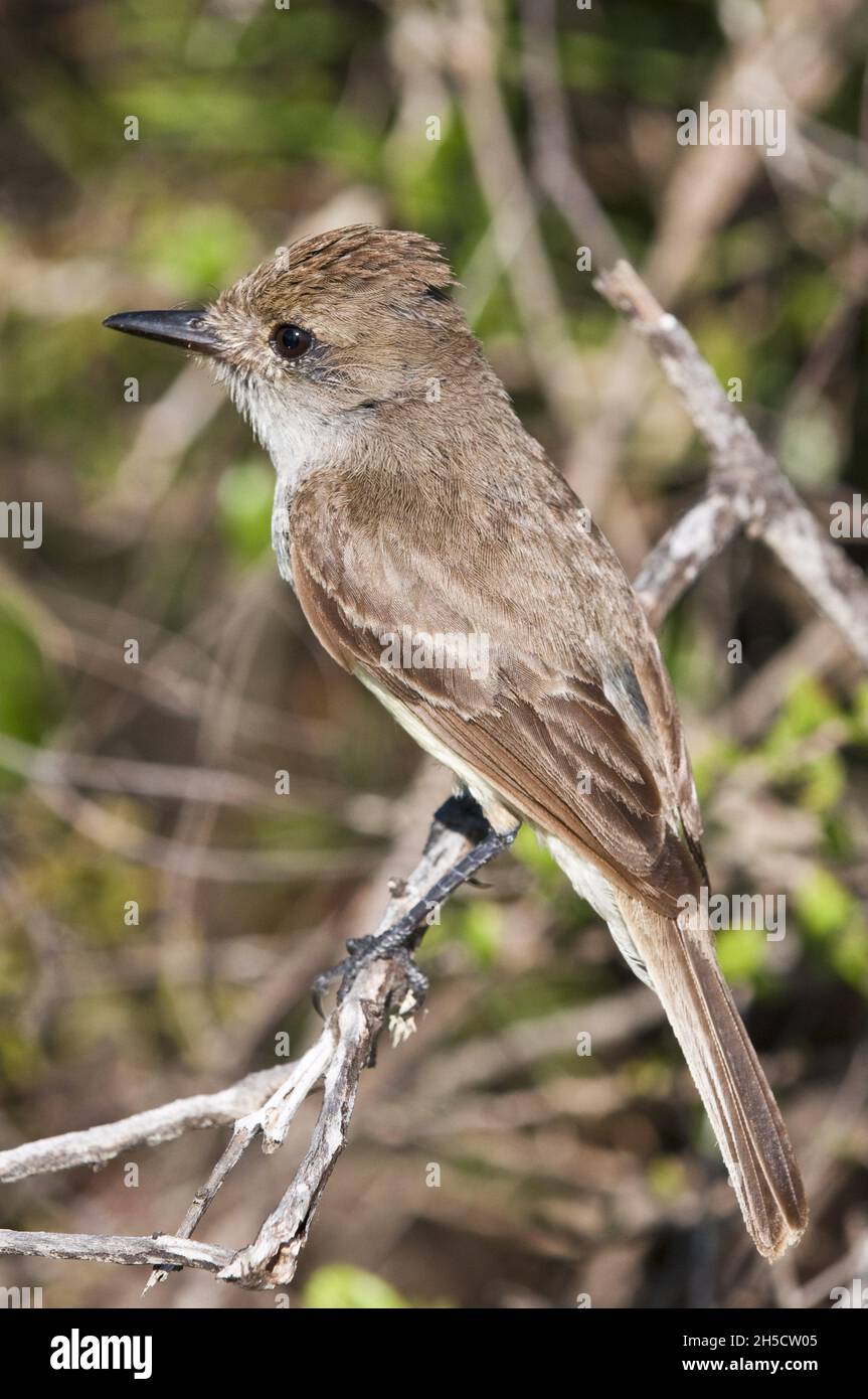 Galapagos flycatcher (Myiarchus magnirostris), perched on a twig ...