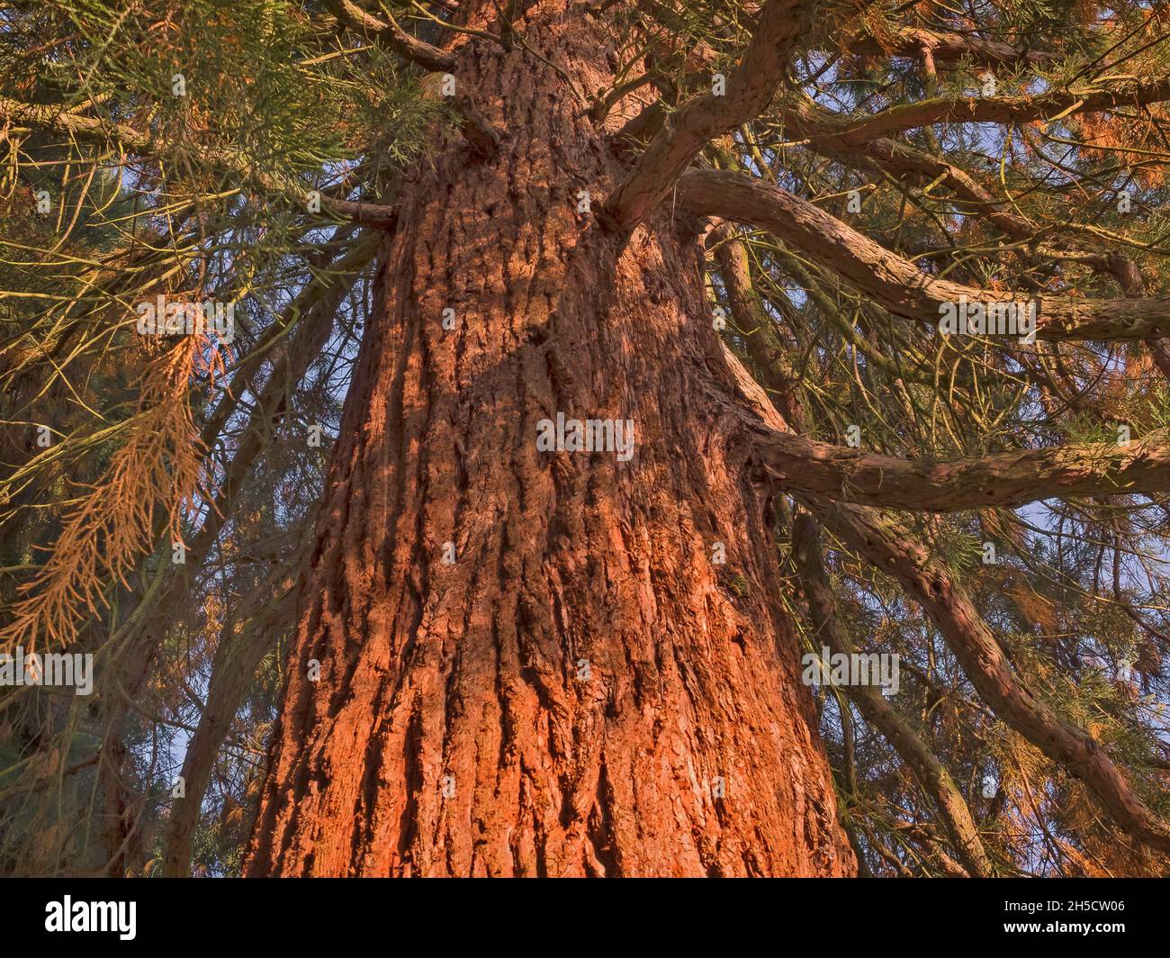 giant sequoia, giant redwood (Sequoiadendron giganteum), trunk in ...
