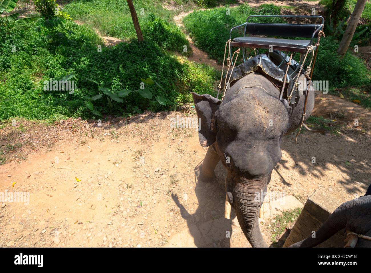 Elephant in a elephant park, top view Stock Photo - Alamy